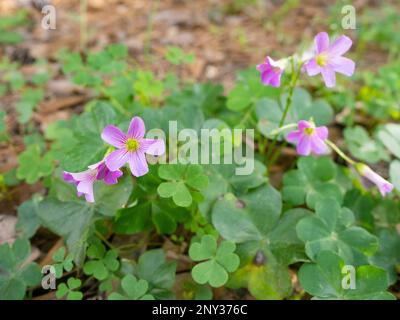 Pink Springtime Flowers photographed with a Shallow Depth of Field ...