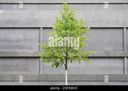 tree in front of concrete building, modern architecture versus nature ...