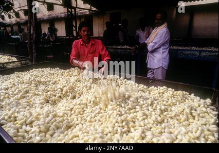 Quality of Silk Cocoons being assessed in the Government Cocoon Market ...