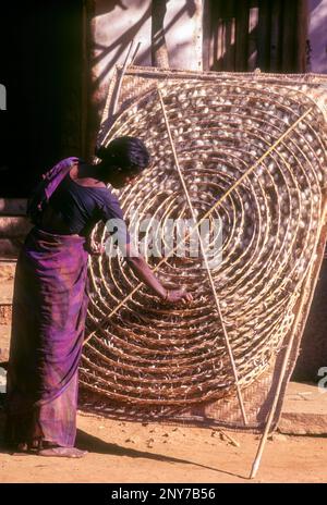Chandrika, a woman rearing silk worm Cocoons incubated under sun at ...