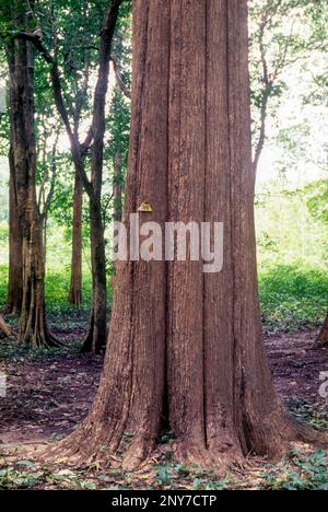 The Conolly's plot, Nilambur, Kerala, South India, India, Asia. The ...