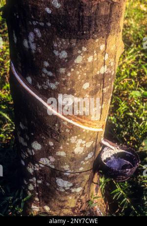 Indian rubber fig or Rubber plant (Ficus elastica robusta), Moraceae ...