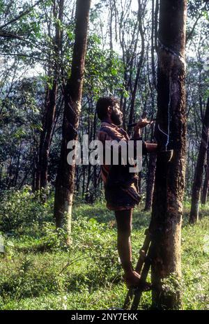 A Tapper at work, Rubber trees in Kottayam, Kerala, India, Asia Stock ...