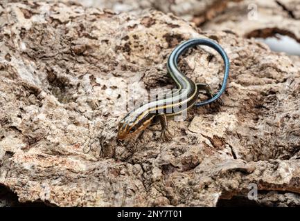 A juvenile Japanese five-lined skink holding onto a tree branch Stock ...