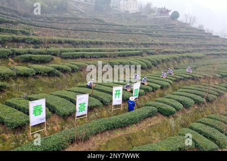 Tea farmers pick spring buds at a tea base in Youyang Tujia and Miao ...