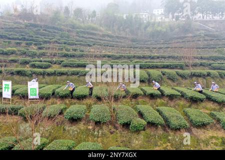Tea farmers pick spring buds at a tea base in Youyang Tujia and Miao ...