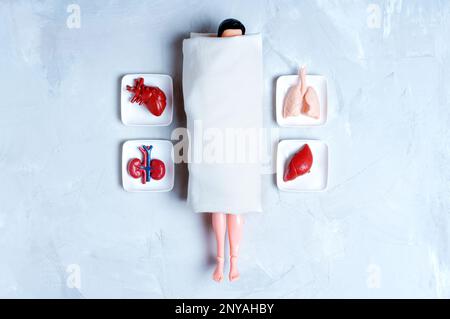 Anatomical model of a liver on a toy scale, highlighting the importance ...