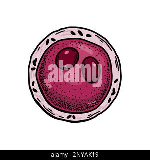 Myeloblast blood cell isolated on white background. Hand drawn scientific microbiology vector ...