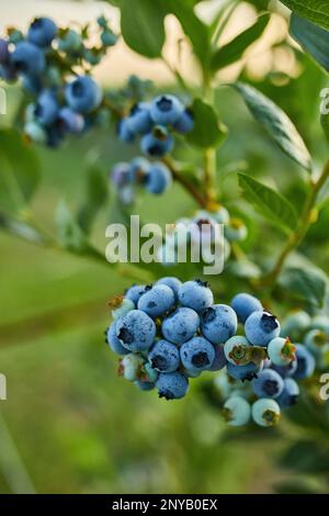 Blueberry bush on sunset, organic ripe with succulent berries, just ...