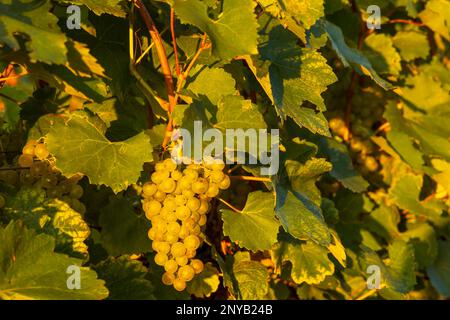 Grapes in Tokaj region, Great Plain, Hungary Stock Photo - Alamy