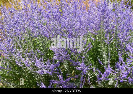 Russian sage (Perovskia atripicifolia or Salvia yangii) is a medicinal ...