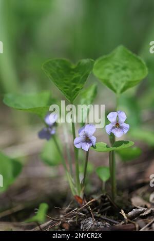 Wonder Violet, Viola mirabilis, wild spring flower from Finland Stock ...