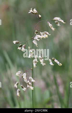 Anthoxanthum hirtum, previously Hierochloe odorata, commonly known as ...