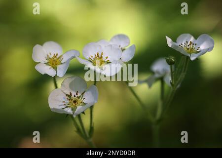 Fragaria moschata, also called Fragaria muricata, commonly known as ...