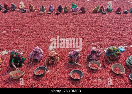 Dry chilli Bangladesh Stock Photo - Alamy