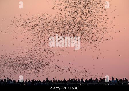 World's largest urban bat colony, Austin, Texas, USA Stock Photo - Alamy