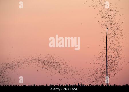 World's largest urban bat colony, Austin, Texas, USA Stock Photo - Alamy