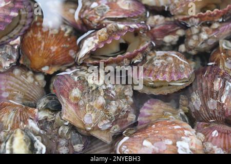 Live red scallops in seafood market Stock Photo - Alamy