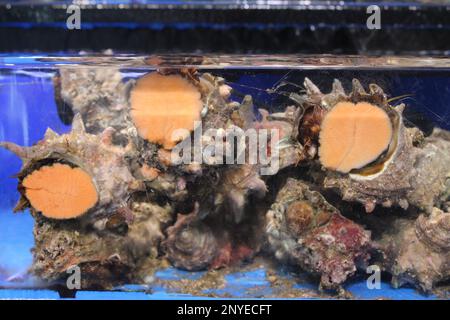 Live sea snails in an aquarium Stock Photo - Alamy