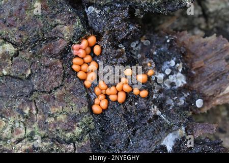 Trichia contorta, slime mold from Finland, no common English name Stock ...