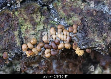 Trichia contorta, slime mold from Finland, no common English name Stock ...