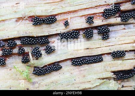 Metatrichia vesparium, commonly known as wasp nest slime mold Stock ...