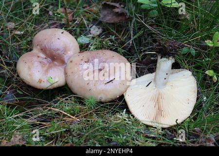 Lactarius vietus, known as the Grey Milkcap, wild mushroom from Finland ...