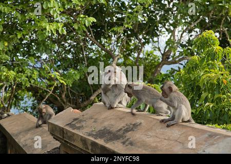 Full body shot of a cynomolgus monkey baby sitting on a stone wall ...