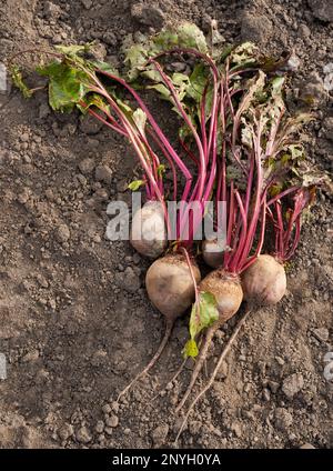 Ripe red beetroot laying on the ground top view. Ingathering. Vegetable ...