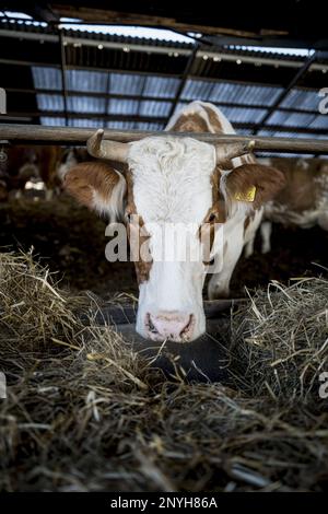 HALLE - Cows are standing with calves in the barn at biodynamic farm ...