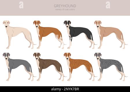 English greyhound clipart. Different poses, coat colors set. Vector ...