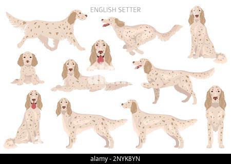 English setter clipart. Different poses, coat colors set. Vector ...