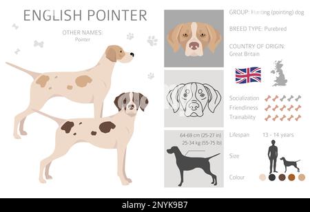 English pointer clipart. Different poses, coat colors set. Vector ...