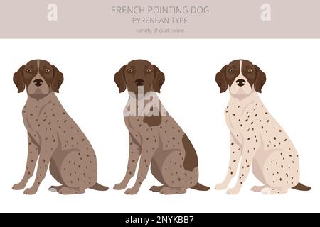 French pointing dog, Pyrenean type clipart. Different poses, coat ...