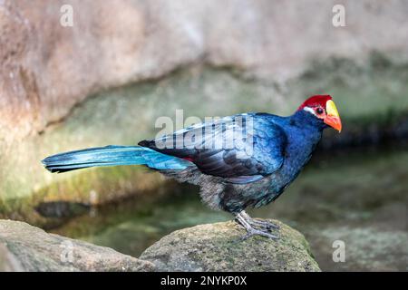The violet turaco (Tauraco violaceus) is a large turaco, a group of ...