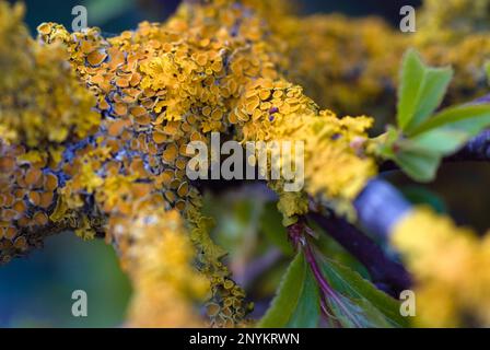 Detailed photo of Yellow fungus growing on low branches in a coastal ...
