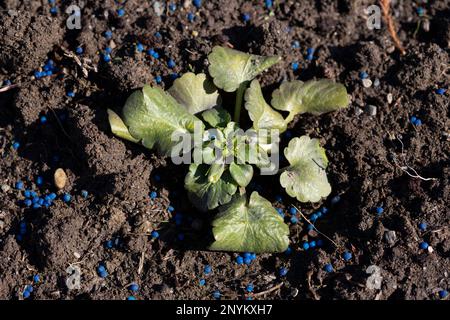 the plant is fertilized with blue balls of fertilizers for good growth ...