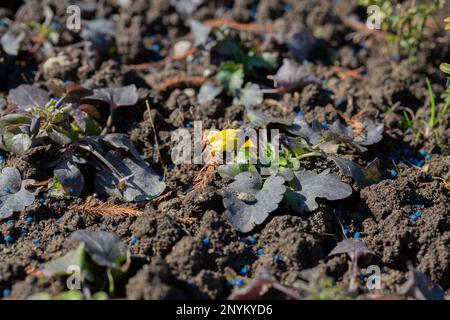 the plant is fertilized with blue balls of fertilizers for good growth ...