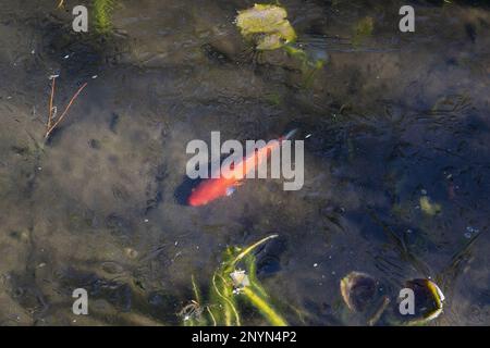 Koi fish under a layer of ice in a pond Stock Photo - Alamy