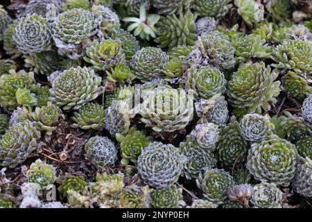 Frost and spiderwebs covering hen and chicks succulent plants in a ...