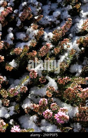 Snow on a heather shrub in winter in Eugene, Oregon Stock Photo - Alamy