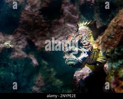 Close up stonefish, Synanceia verrucosa, Estuarine stonefish, Hidden in ...