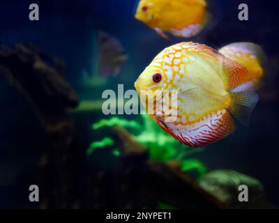 Discus fish (Pompadour), Red symphysodon discus. Symphysodon is ...