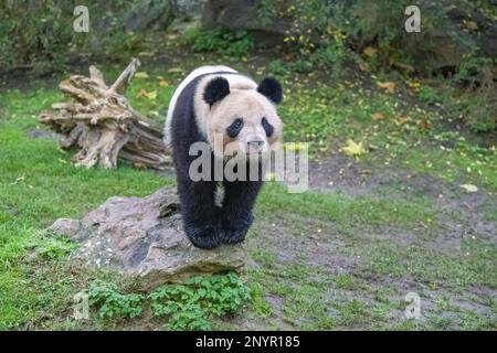 A giant panda standing on the grass, portrait Stock Photo - Alamy