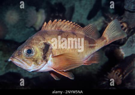Acadian Redfish swimming left Stock Photo - Alamy