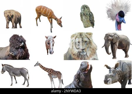 Collage with bison, lion, giraffe, zebra, rhino, african elephant Stock ...