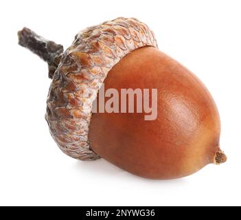 One beautiful brown acorn isolated on white Stock Photo - Alamy