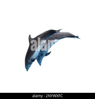 Beautiful grey bottlenose dolphins on white background Stock Photo - Alamy
