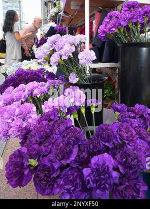 This photo shows blue carnation flowers "Moondust" at a flower shop in ...