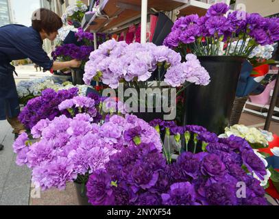 This photo shows blue carnation flowers "Moondust" at a flower shop in ...